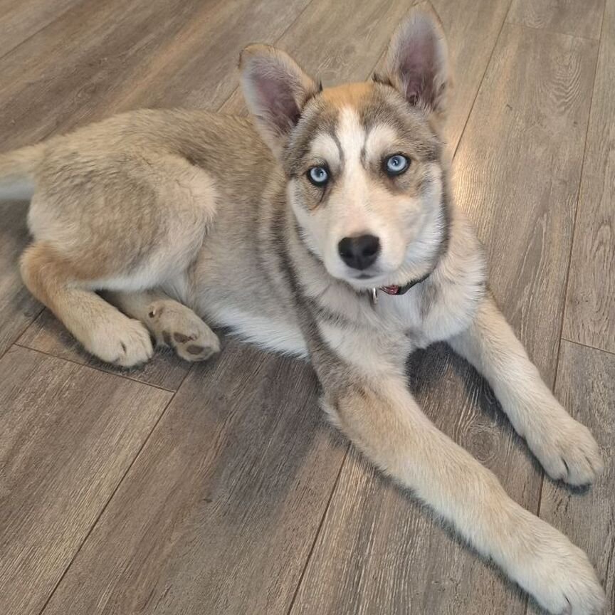 Сибирский хаски, щенок