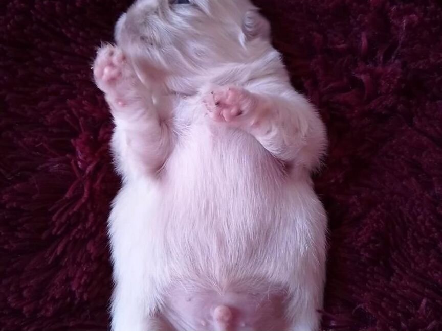 Мини пекинес мальчик