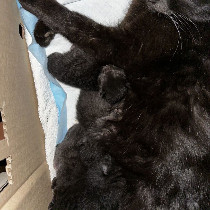 Котята в добрые руки