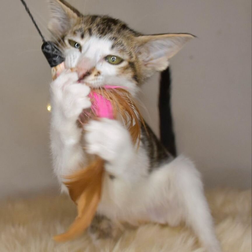 Ориентальная девочка