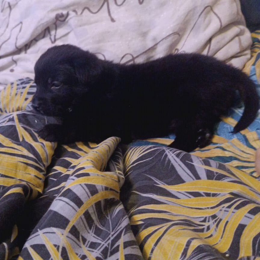 Лабрадор-ретривер, щенок