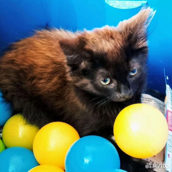 Котенок Чернышевского нужен дом