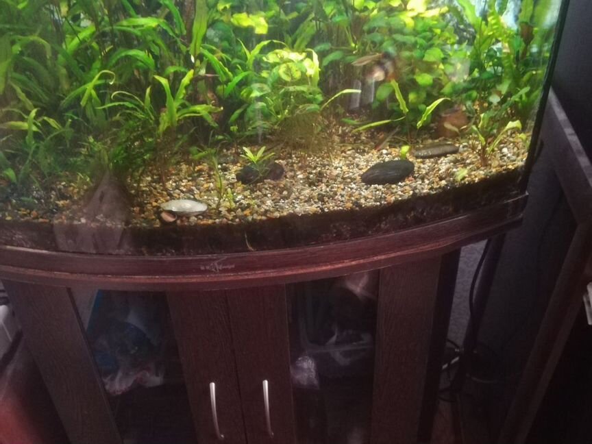 Аквариум 80 л с тумбой, рыбками, растениями