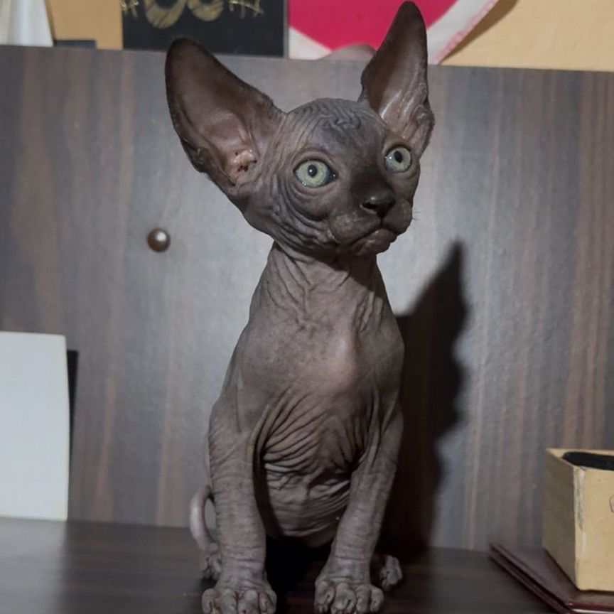 Канадский сфинкс котёнок