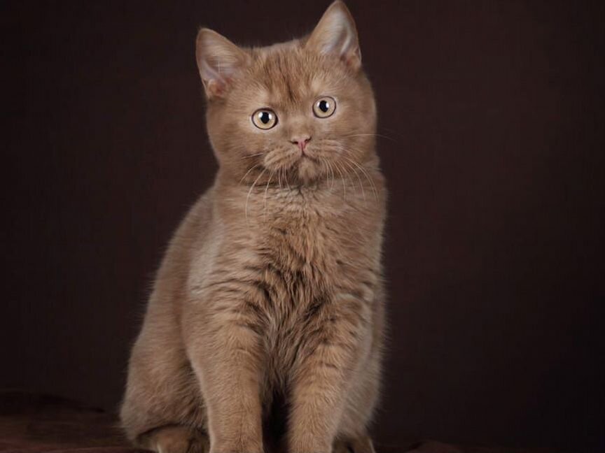 Британский котенок