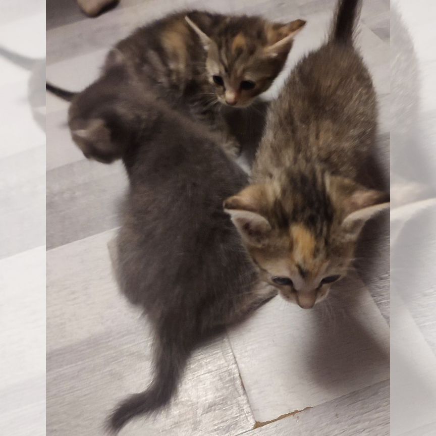 Котята в бодрые руки