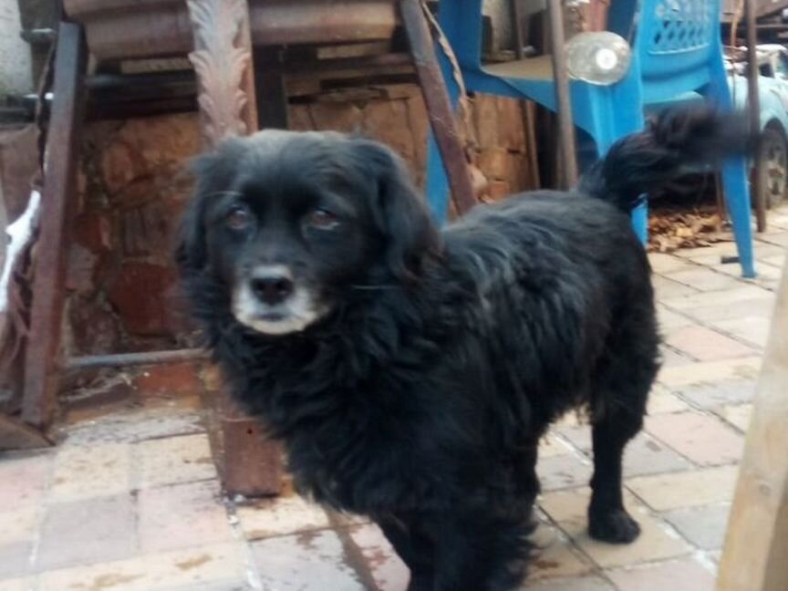 Пушок 8 кг ищет дом собака в добрые руки