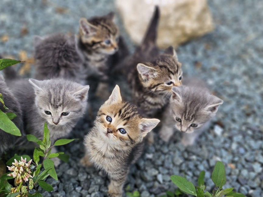 Шотландские прямоухие котята