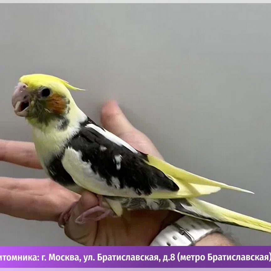 Попугай Корелла подросток