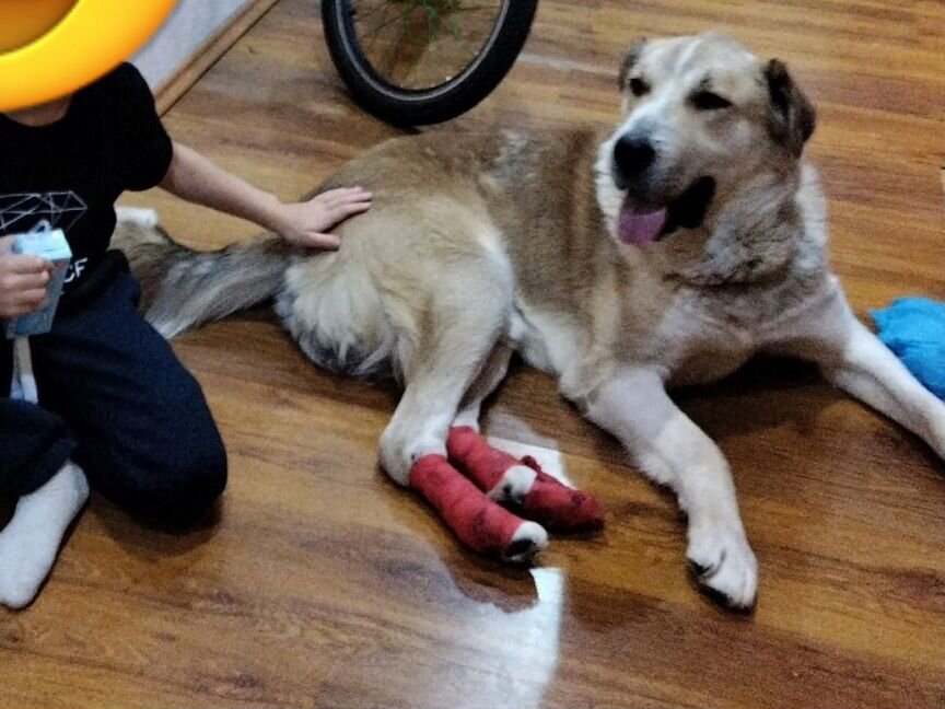 Пёс обморозил лапки и попал в приют