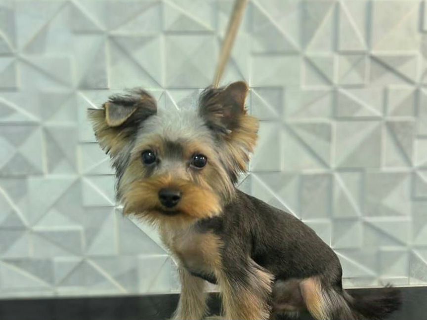 Йоркширский терьер мини мальчик