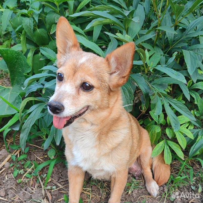 Санта в добрые руки