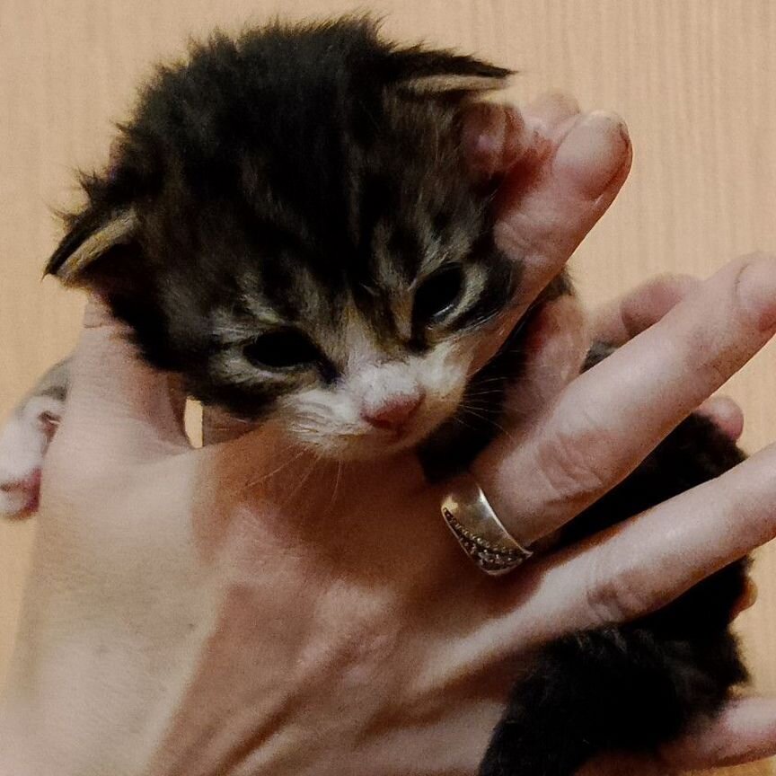 Котята метисы