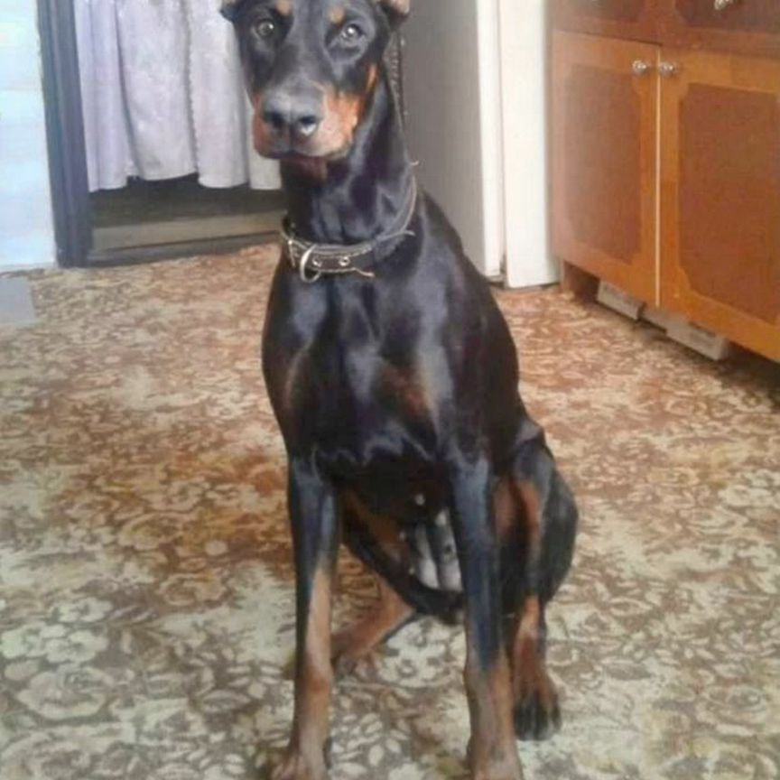 Доберман