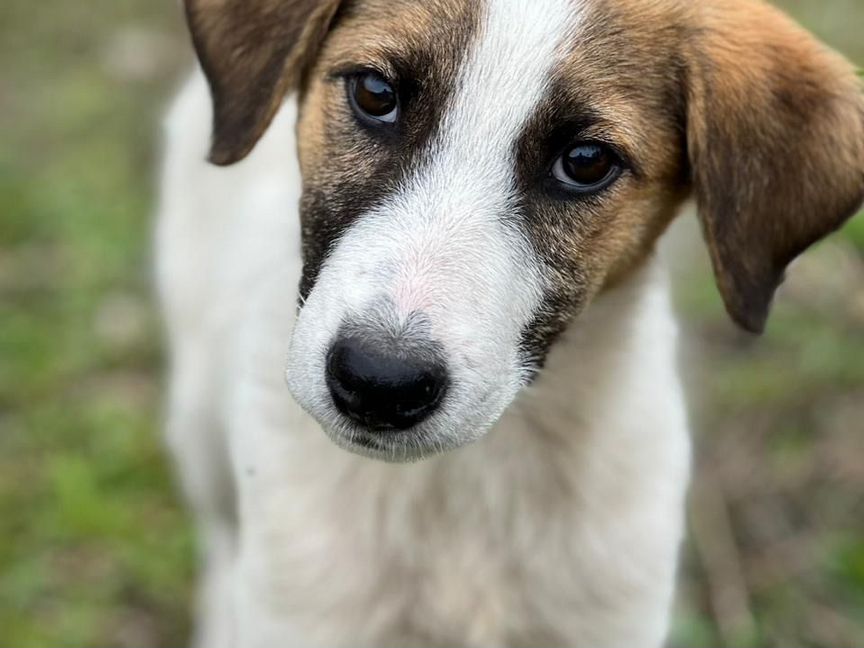 Щенки 4 мес бесплатно