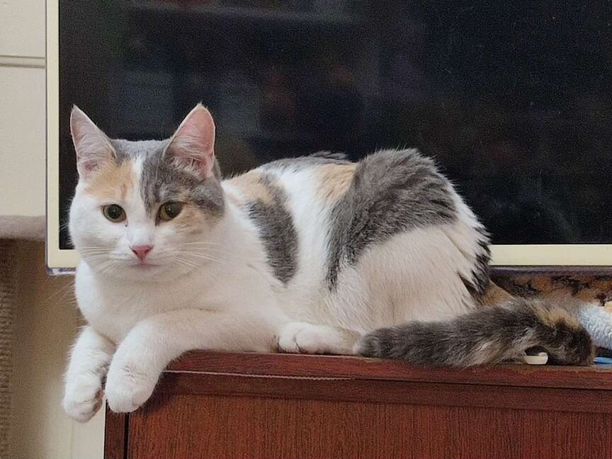 Кошка Сисиль ищет дом