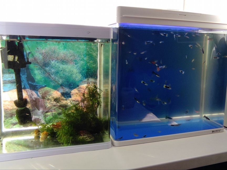 Аквариумы панорамные