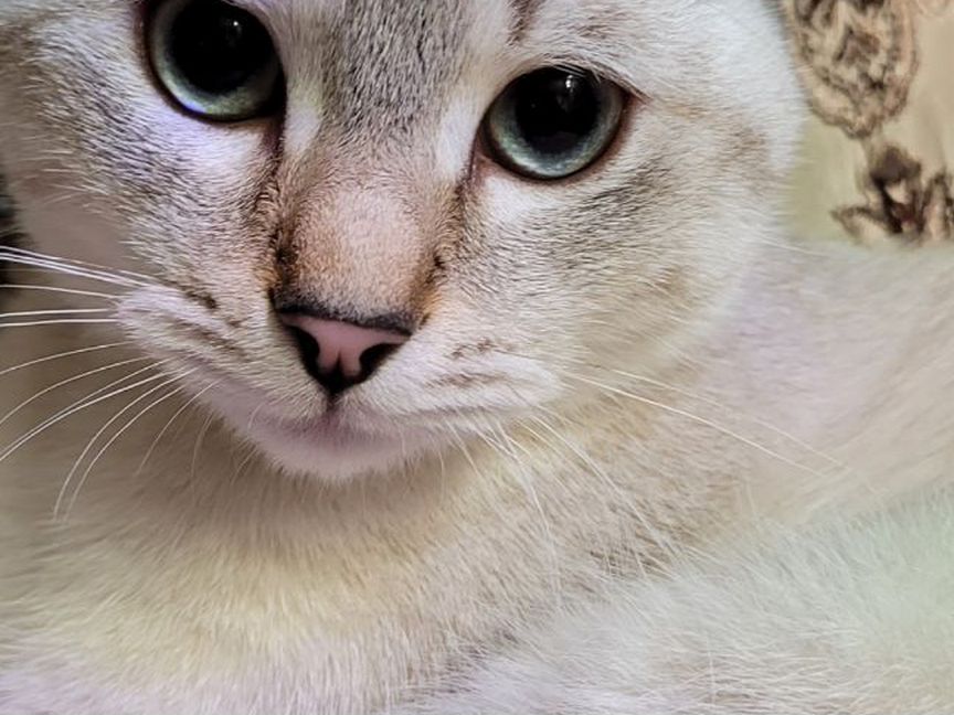 Кот