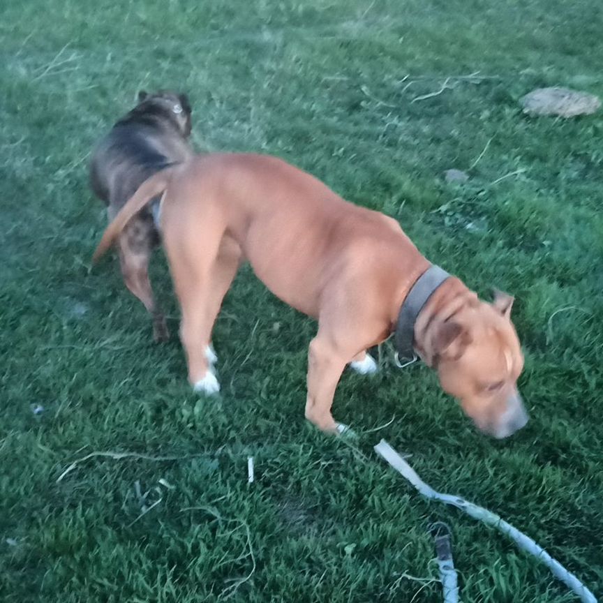 Стафарширский терьер