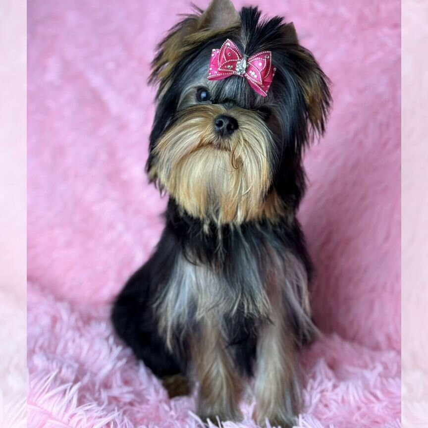 Йоркширский терьер, щенок