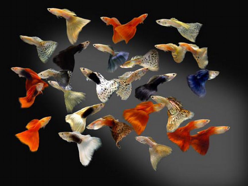 Мальки гуппи