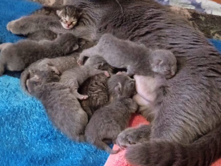 Котята от британской кошечки