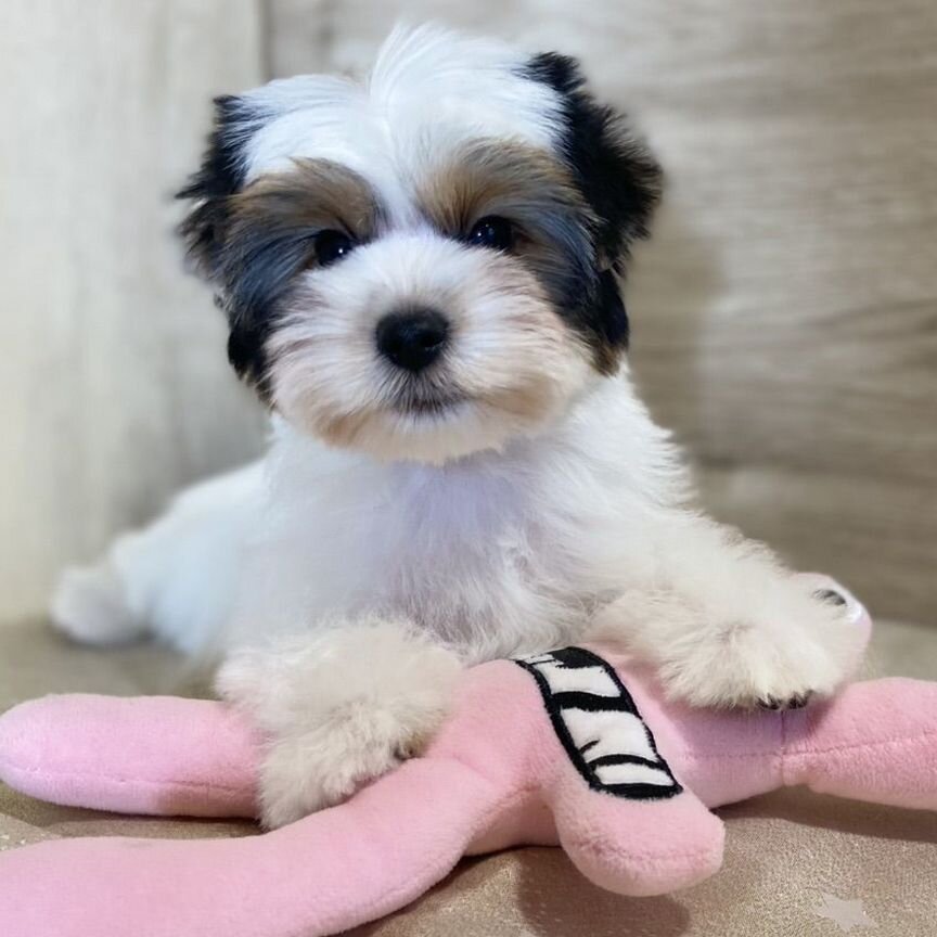 Бивер мальчик стандарт