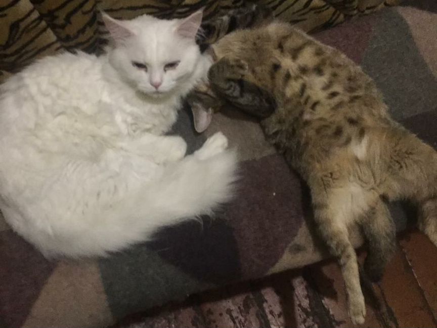 Котята в добрые руки бесплатно