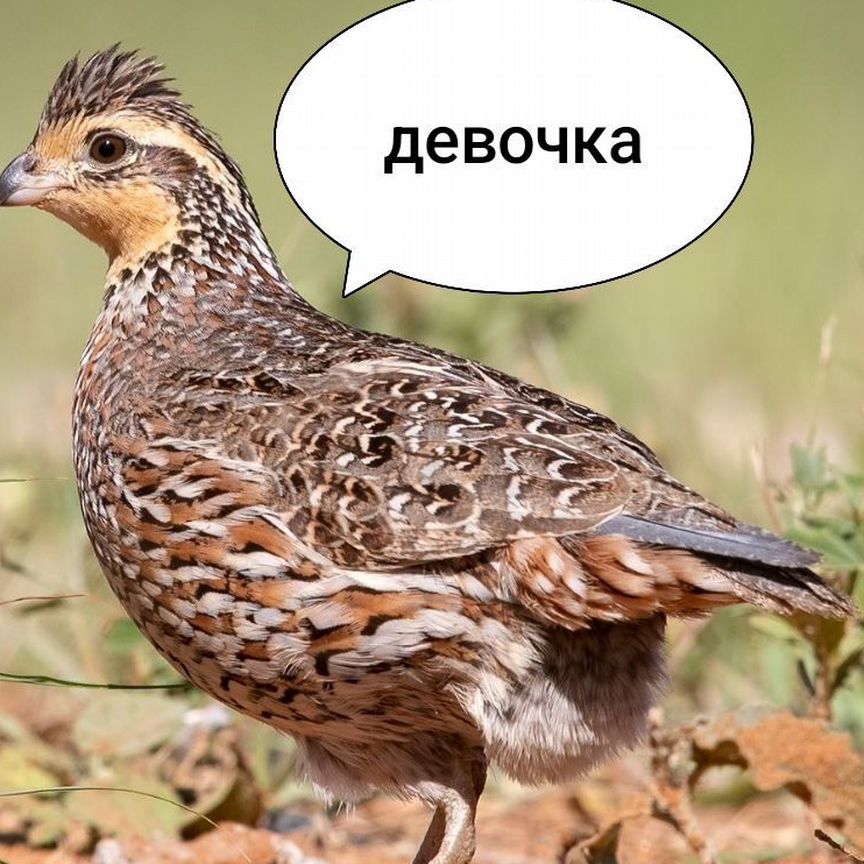 Виргинский перепел