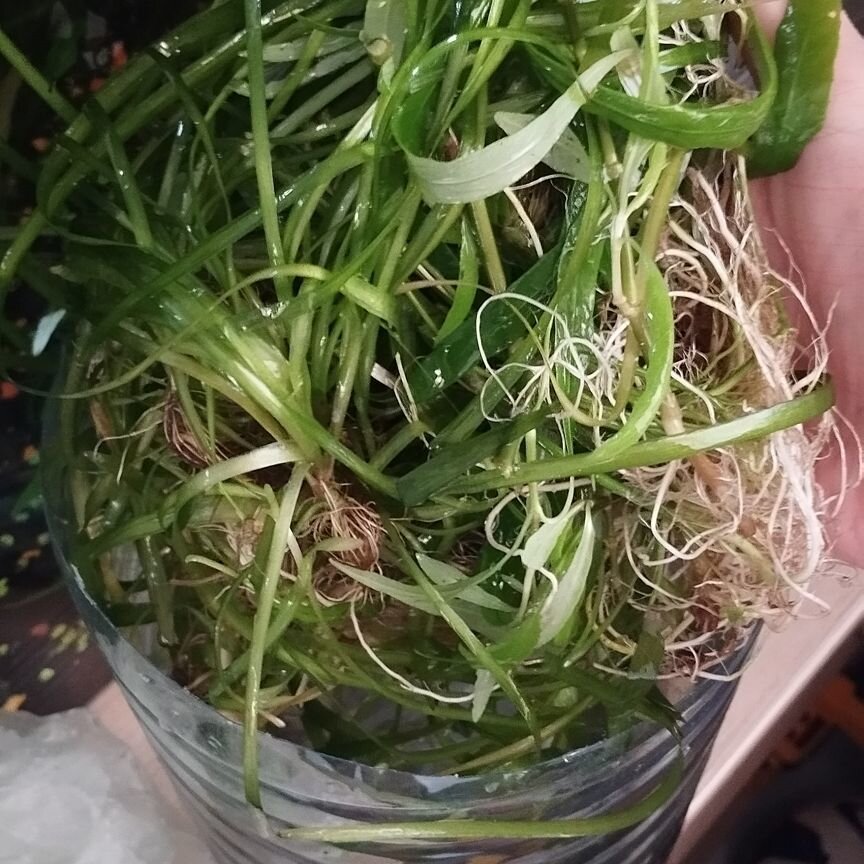 Аквариумные растения