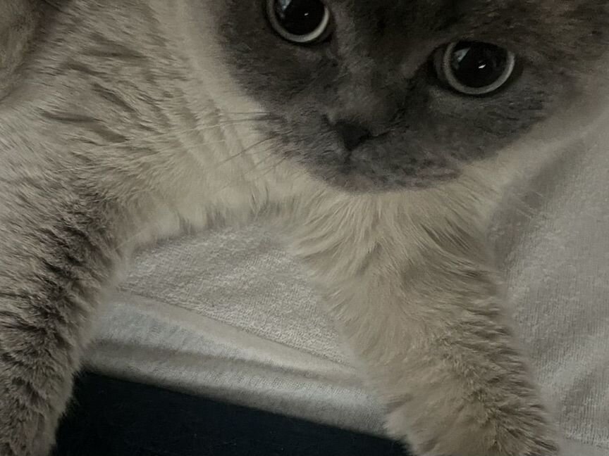 Шотландский кот