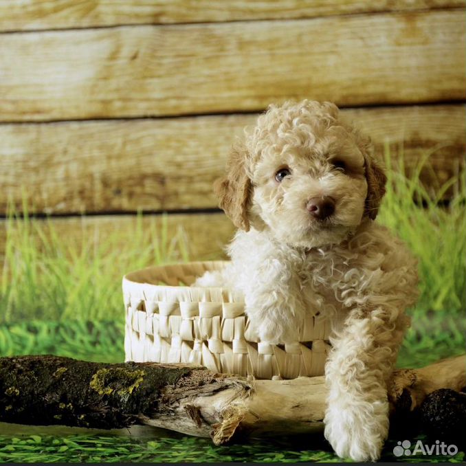 Лаготто романьоло