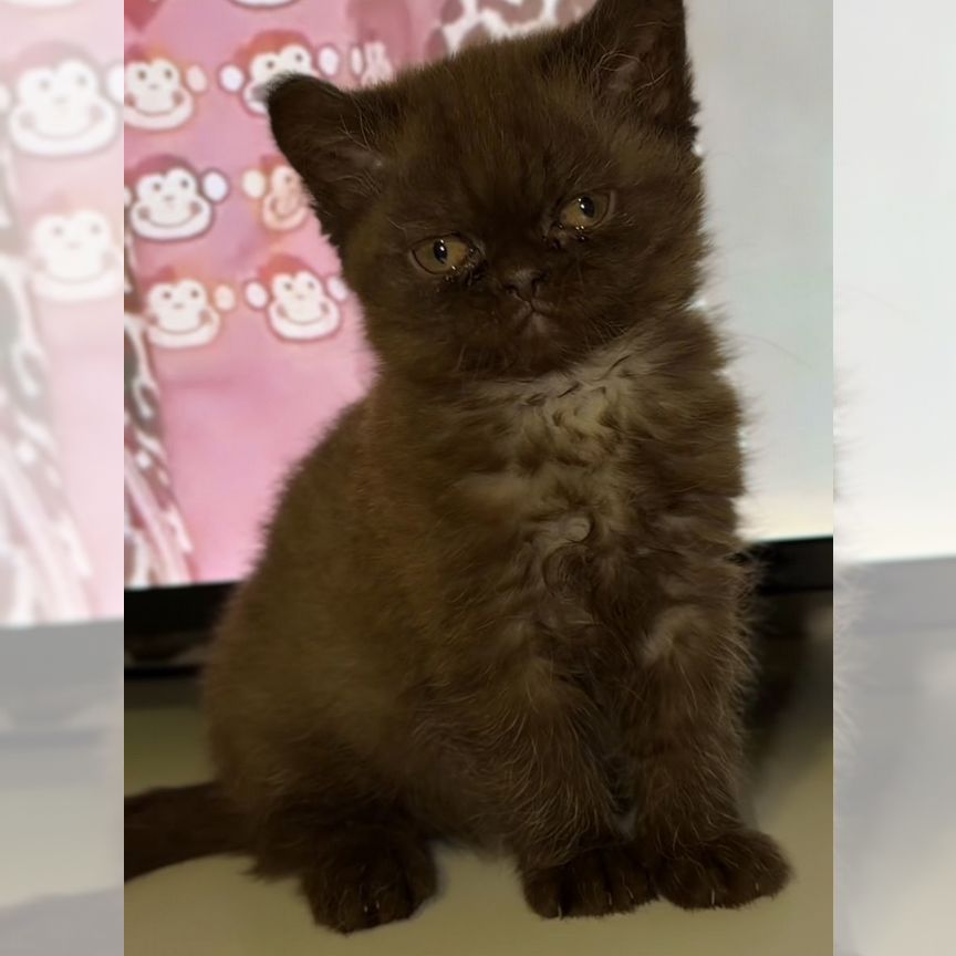 Британский короткошёрстный котёнок