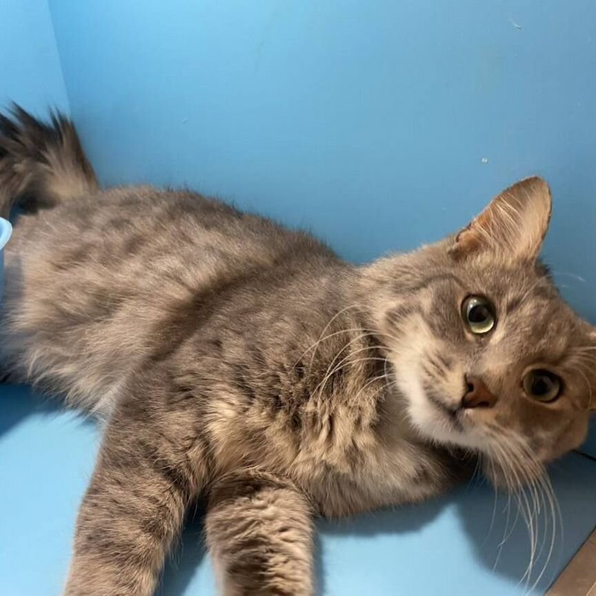 Мейн-кун котёнок