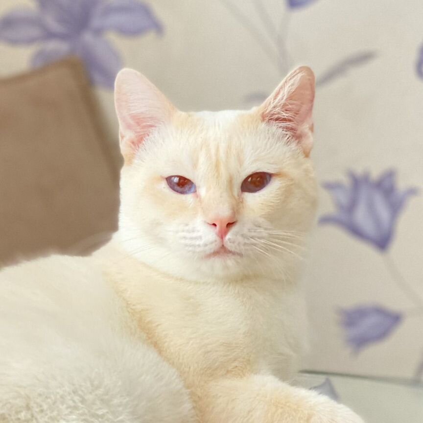 Тайский кот