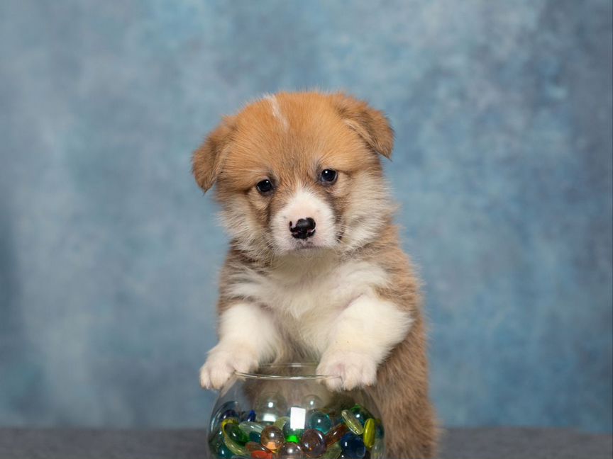 Малыши Коржики