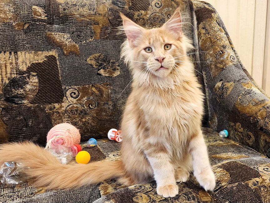 Котенок мейн кун из питомника Fiery Friend
