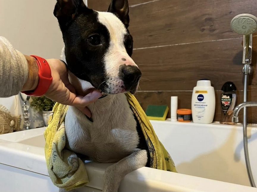 Стаффорд в добрые руки