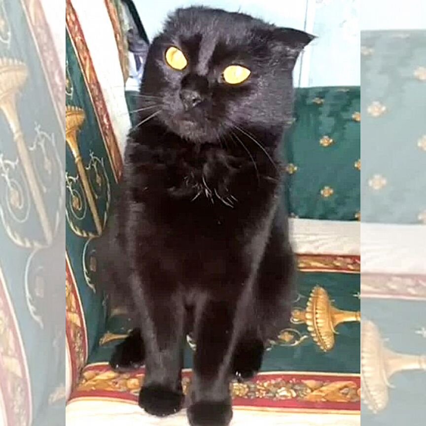 Шотландский вислоухий короткошёрстный котёнок