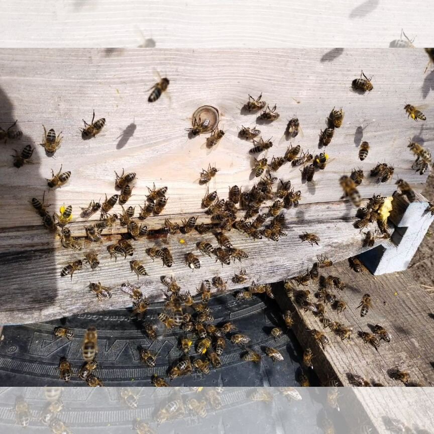 Продам пчелосемьи