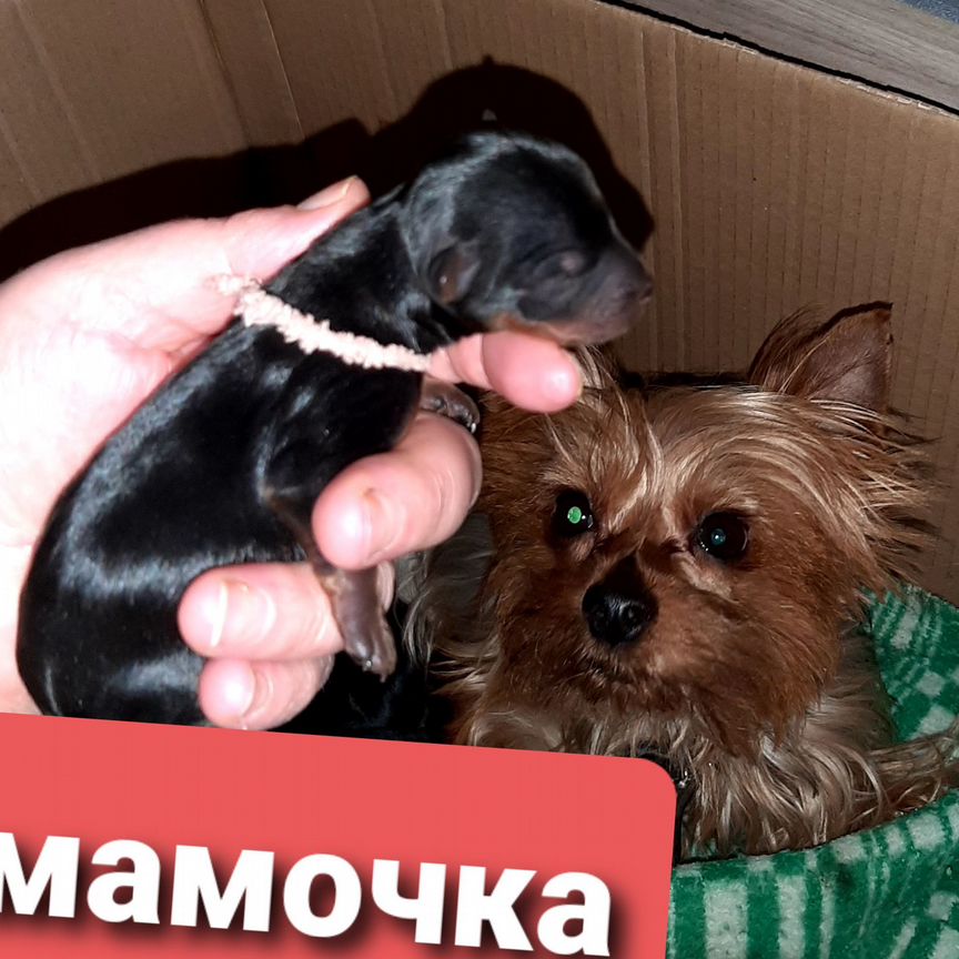 Йоркширский терьер, щенок