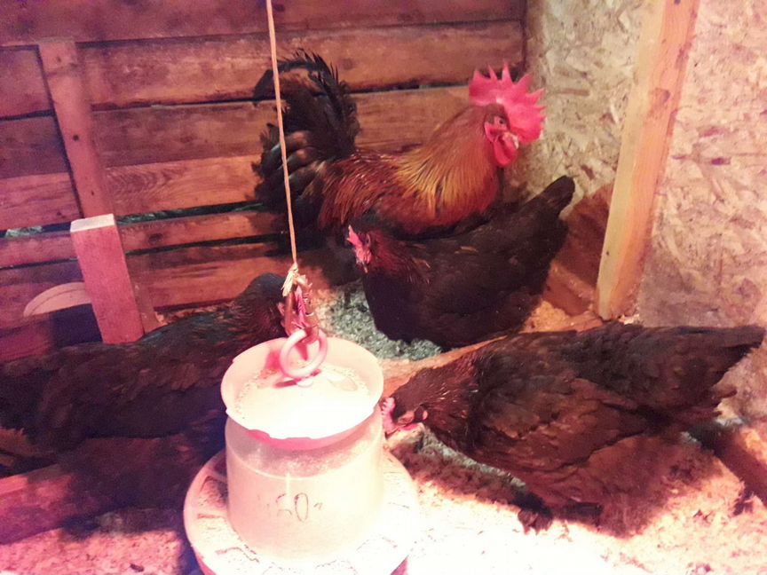 Семья маранов