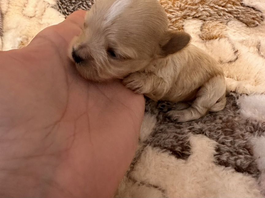 Мальтипу f1 мини и микро мальчики и девочки