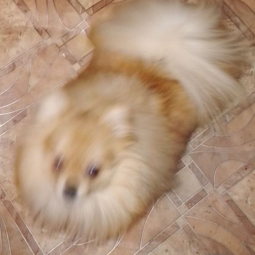 Шпиц вязка девочка