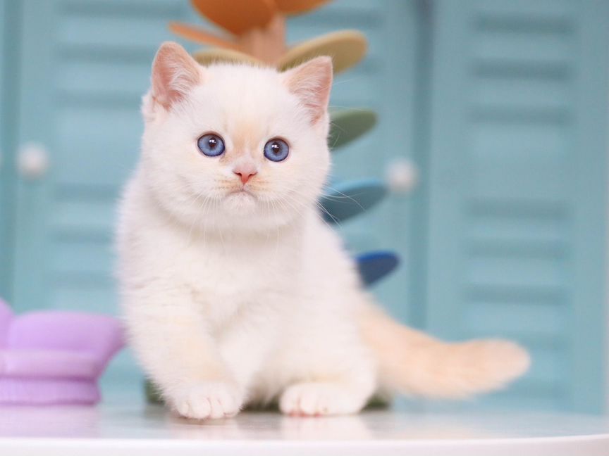 Британский мальчик биколор поинт