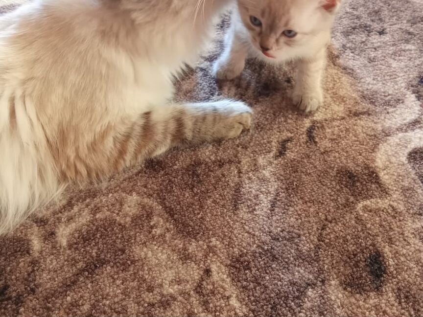 Котята в добрые руки