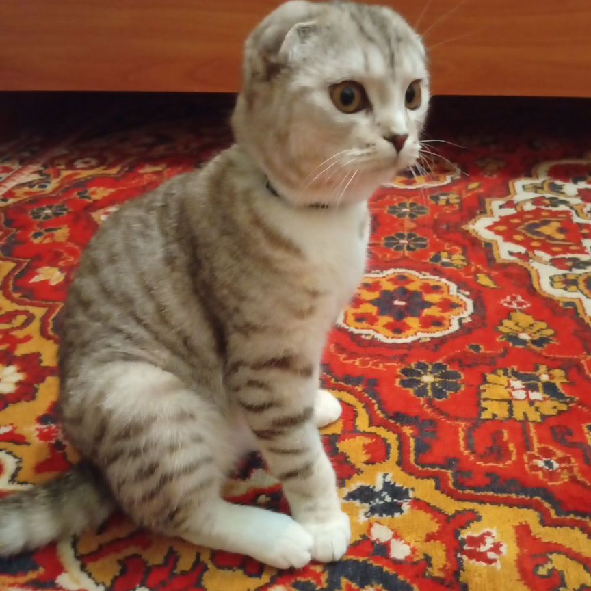 Шотландский вислоухий короткошёрстный котёнок