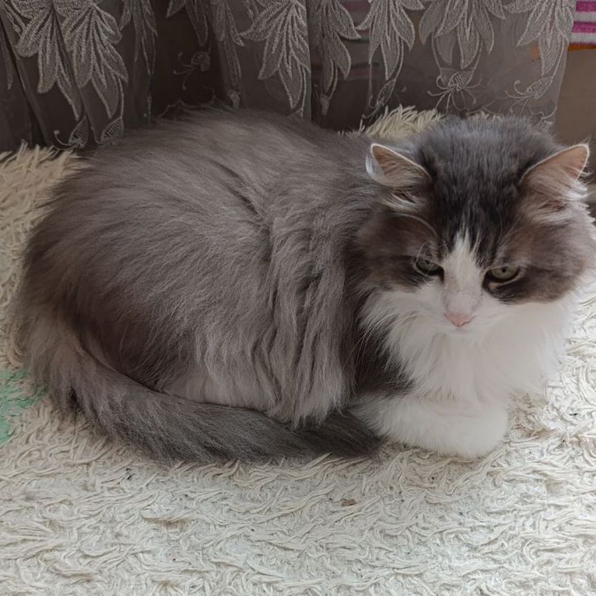 Мейн-кун, взрослый кот