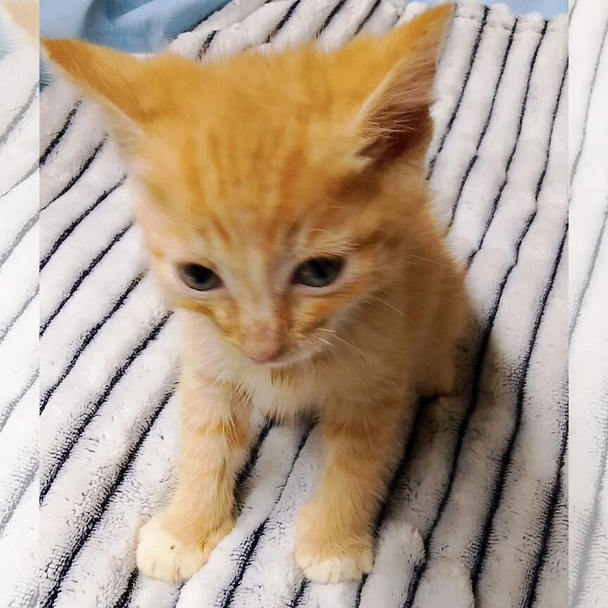 Котята