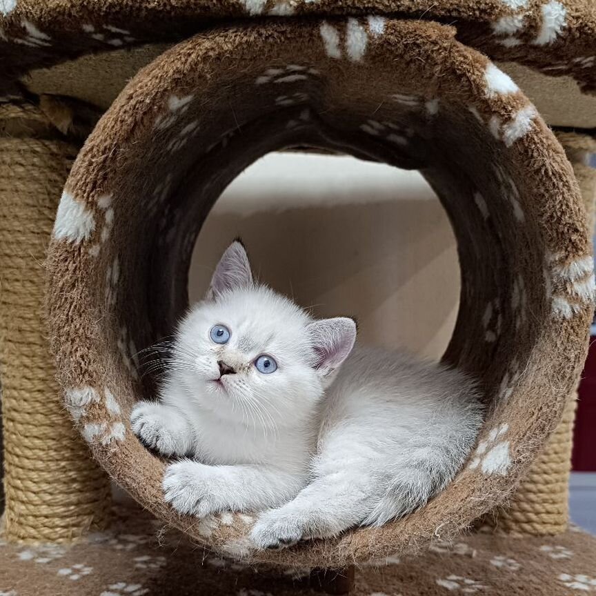 Шотландский вислоухий короткошёрстный котёнок